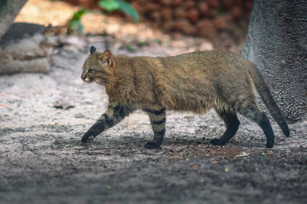 Asiatic Golden Cat Frank, An Asian Golden Cat, Has Found A New Home At